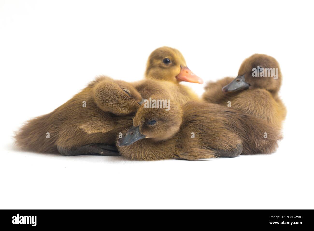 Ducklings four yellow brown hi-res stock photography and images - Alamy