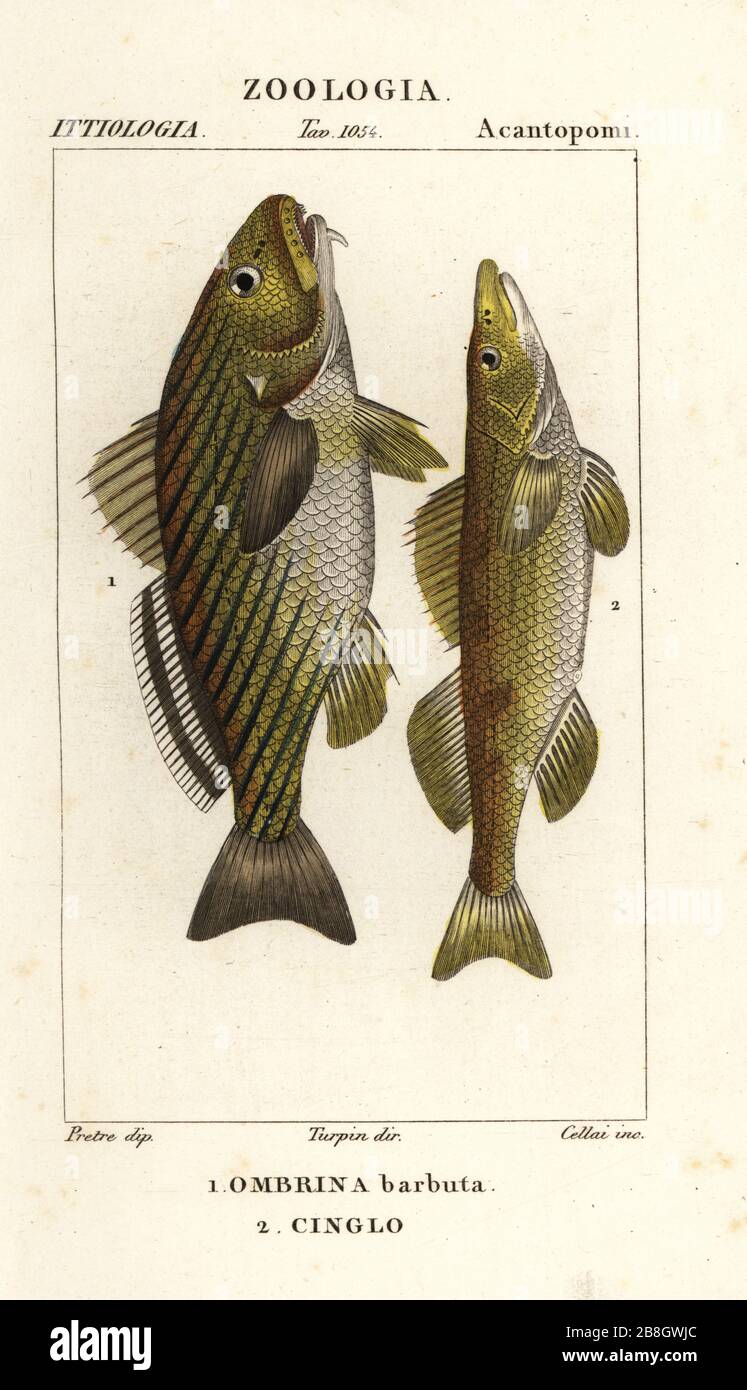 Shi drum fish hi-res stock photography and images - Alamy