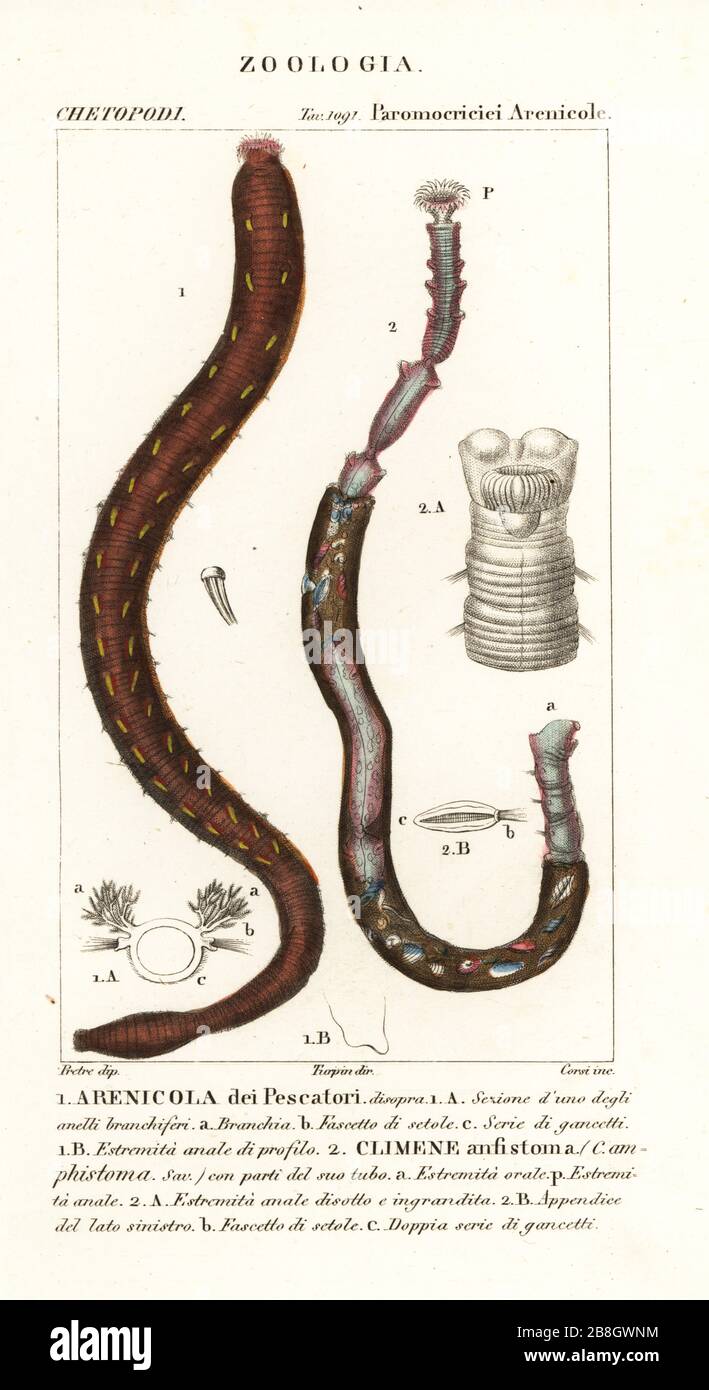 Climene anfistoma hi-res stock photography and images - Alamy