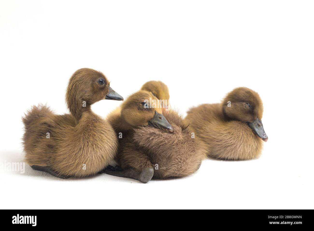Four ducklings ( indian runner duck) isolated on a white background ...