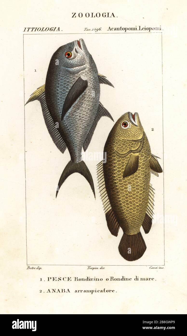 Mare rondine hi-res stock photography and images - Alamy