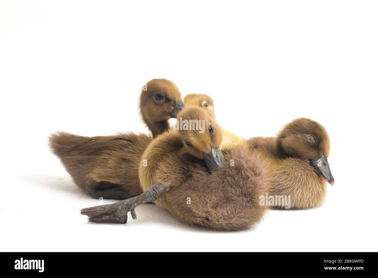 Four ducklings ( indian runner duck) isolated on a white background ...