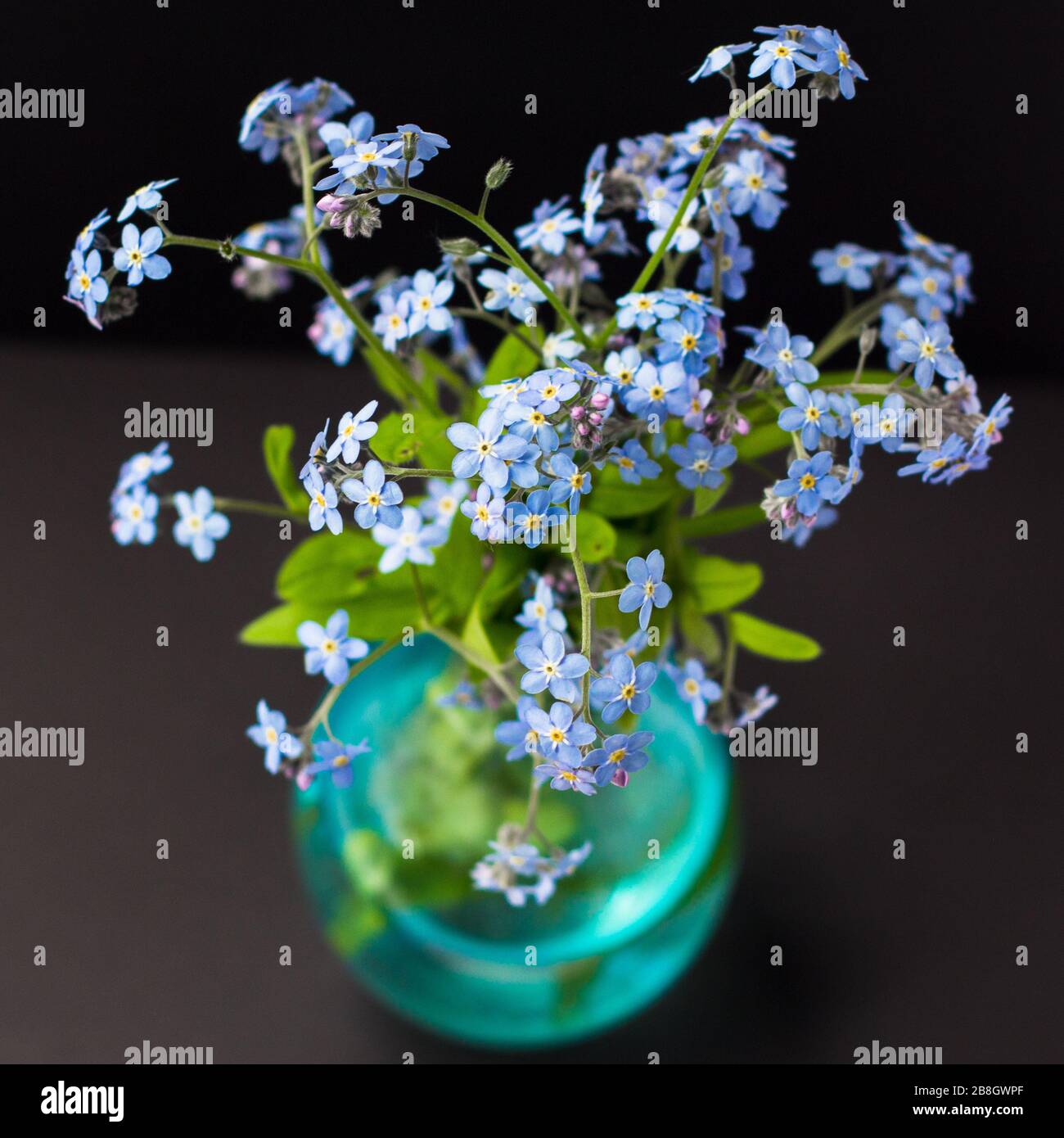 Bouquet of beautiful blue forget-me-nots. Little blue flowers Stock ...