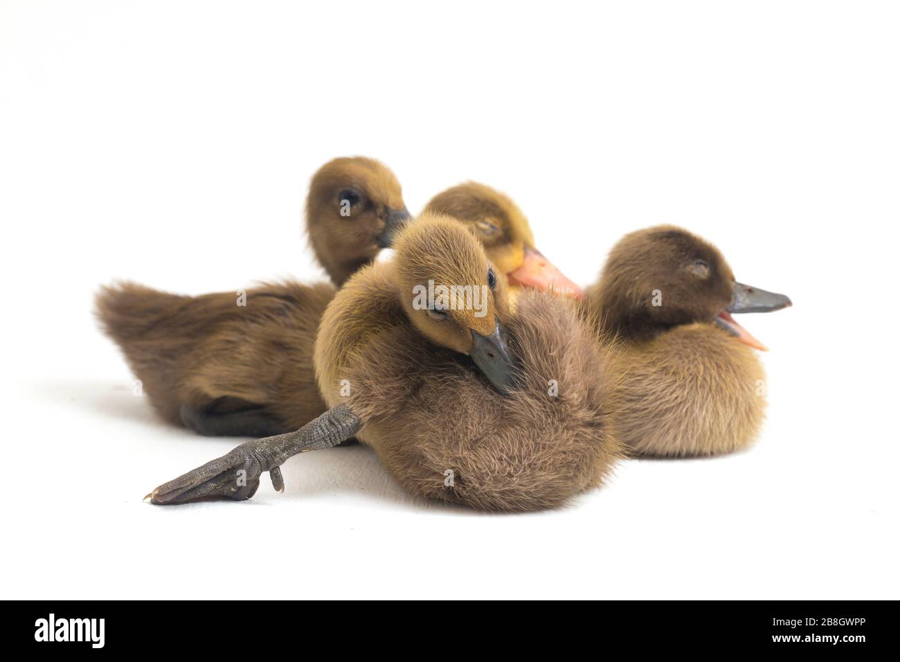 Four ducklings ( indian runner duck) isolated on a white background ...