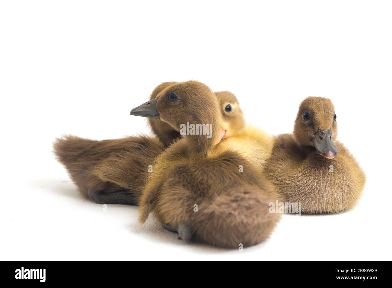 Four ducklings ( indian runner duck) isolated on a white background ...