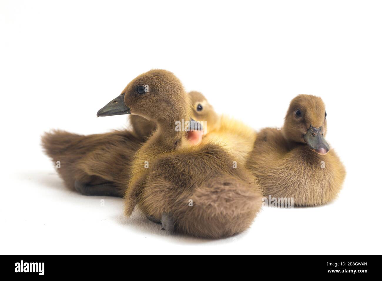 Four ducklings ( indian runner duck) isolated on a white background ...