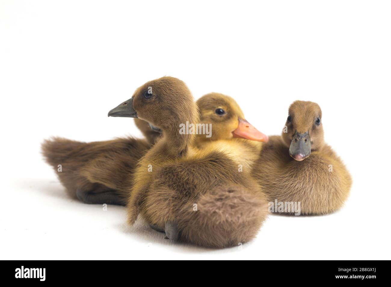 Four ducklings ( indian runner duck) isolated on a white background ...