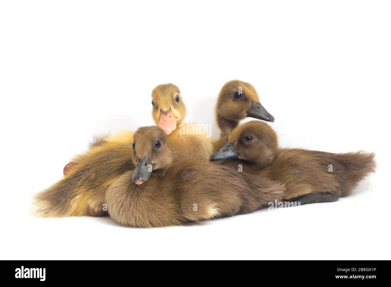 Ducklings four yellow brown hi-res stock photography and images - Alamy