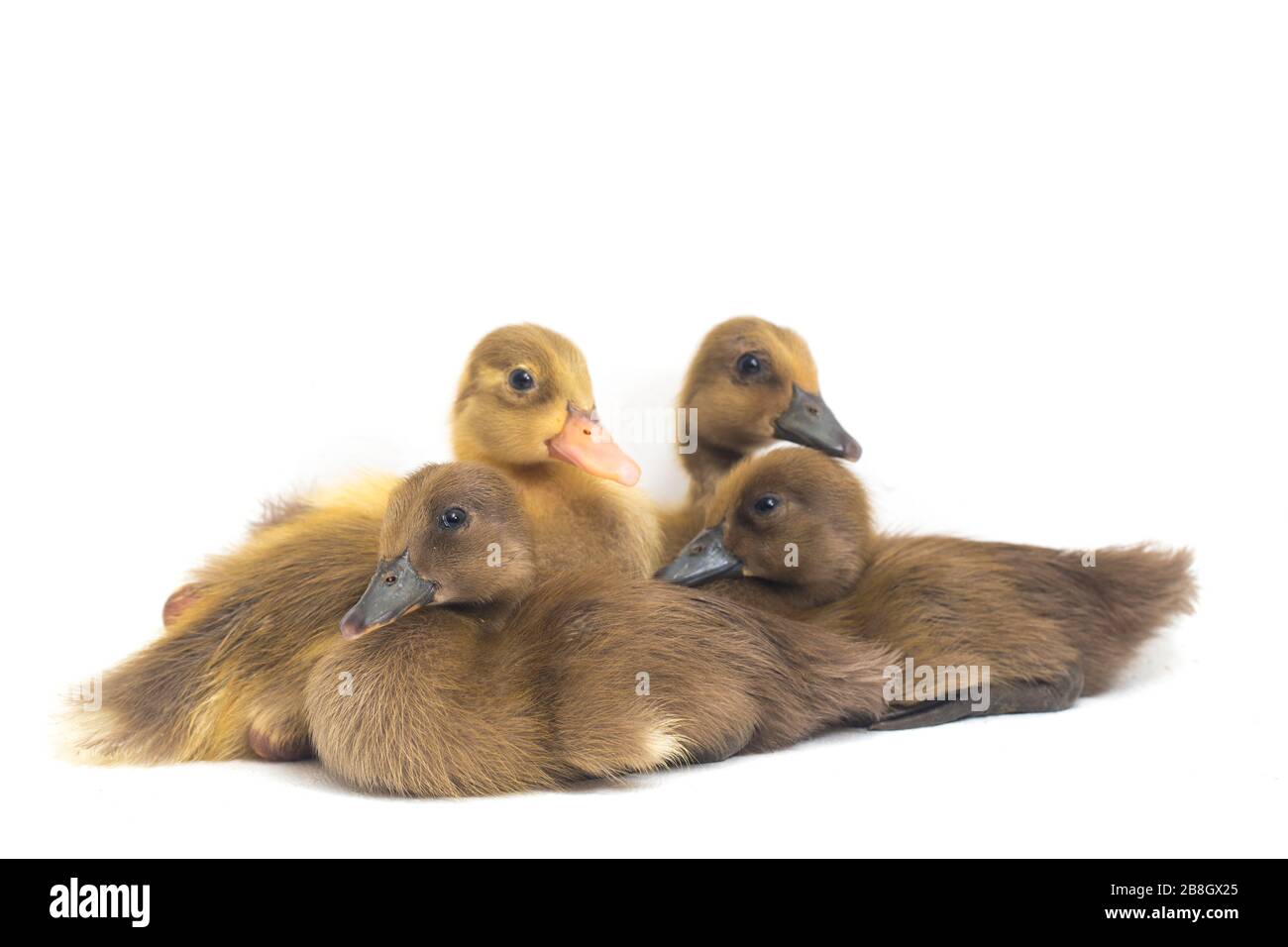 Four ducklings ( indian runner duck) isolated on a white background ...