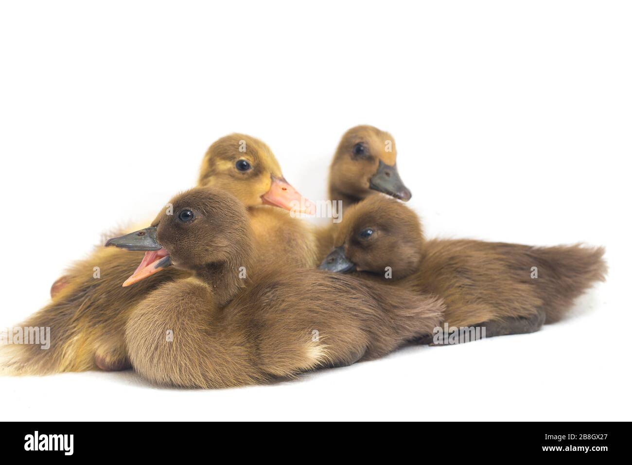 Four ducklings ( indian runner duck) isolated on a white background ...