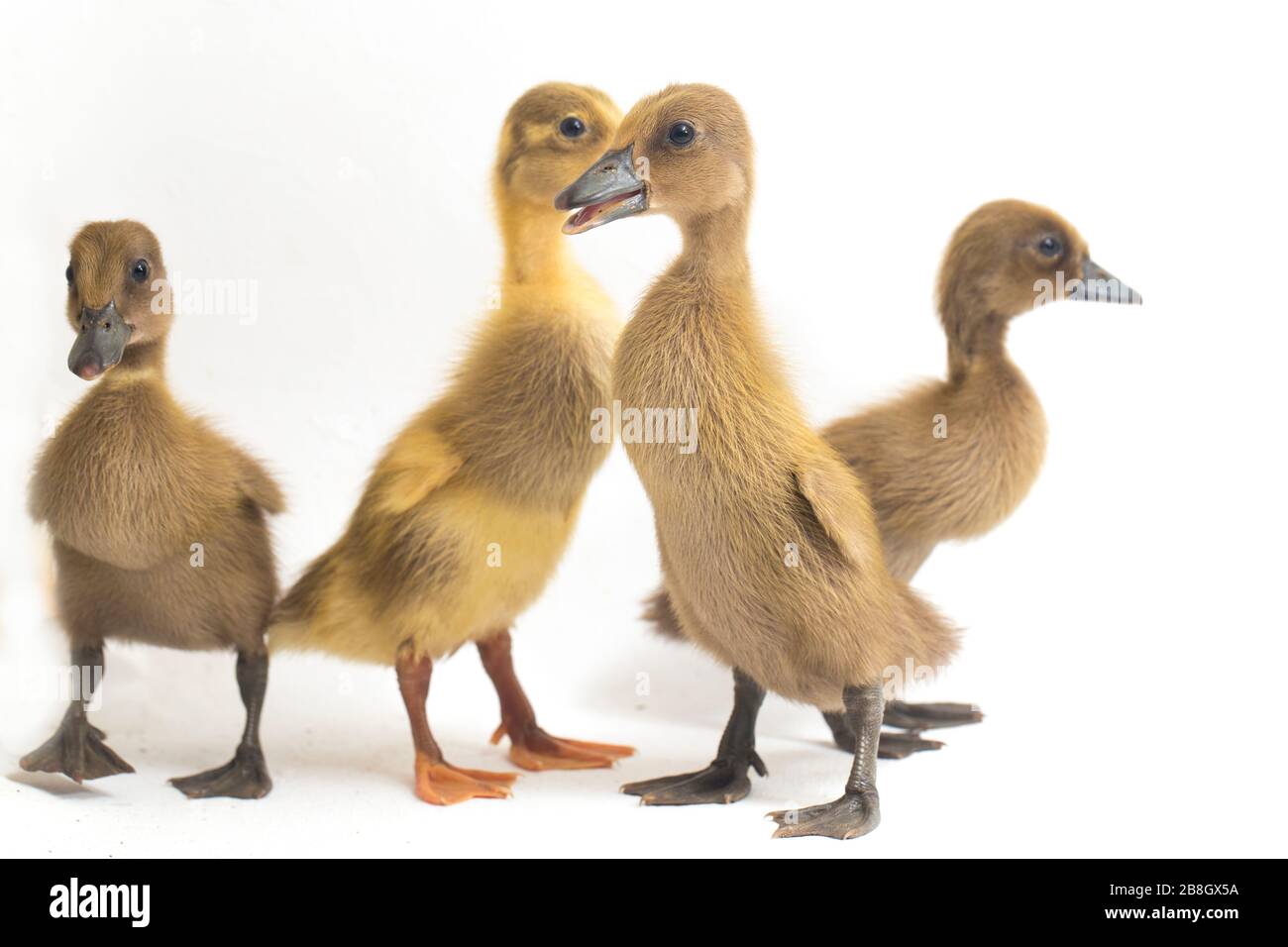 Four ducklings ( indian runner duck) isolated on a white background ...