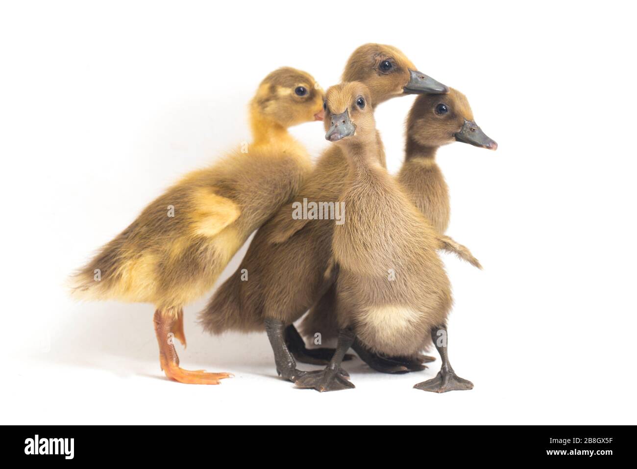 Four ducklings ( indian runner duck) isolated on a white background ...