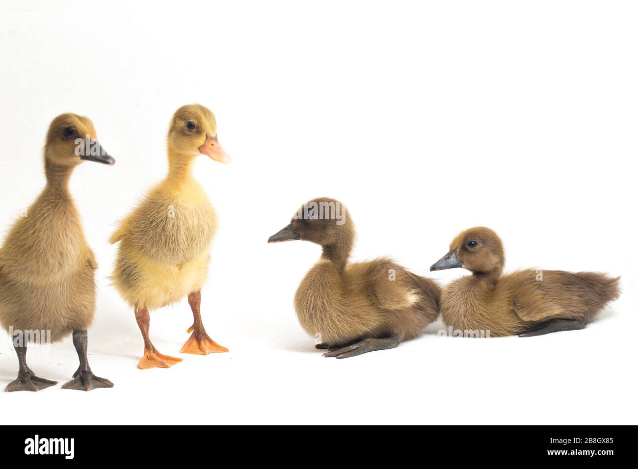 Four ducklings ( indian runner duck) isolated on a white background ...