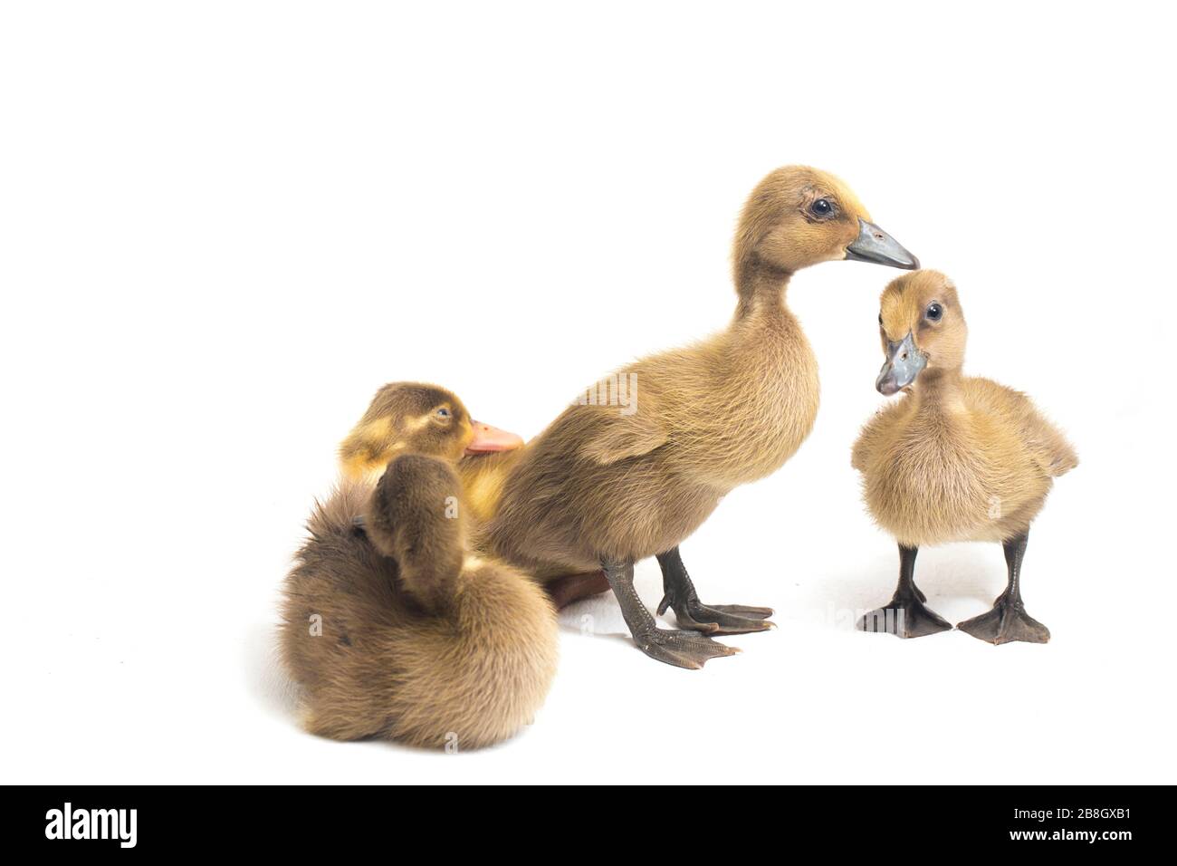 Four ducklings ( indian runner duck) isolated on a white background ...