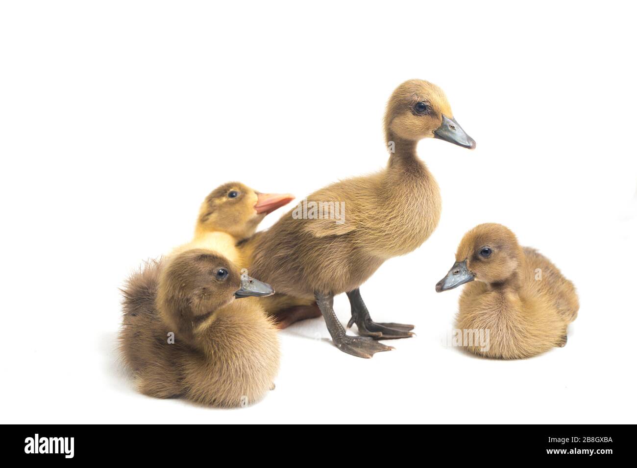 Four ducklings ( indian runner duck) isolated on a white background ...