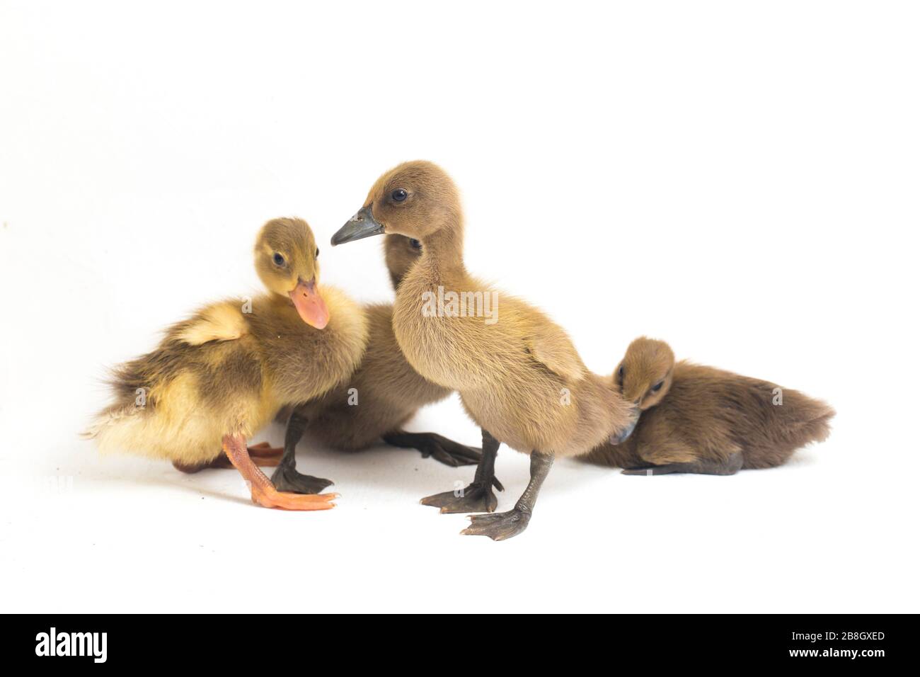 Four ducklings ( indian runner duck) isolated on a white background ...