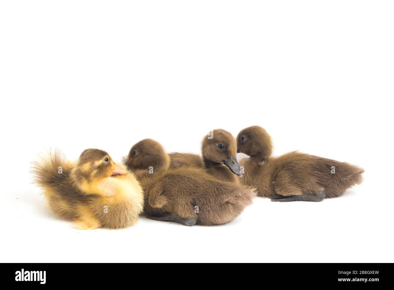 Four ducklings ( indian runner duck) isolated on a white background ...