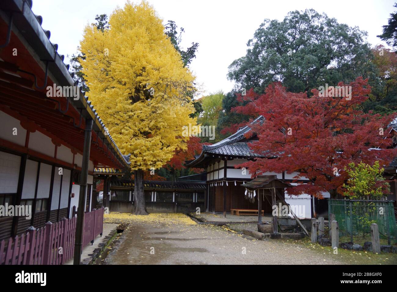 Autumn colors in Japanese temple Stock Photo - Alamy