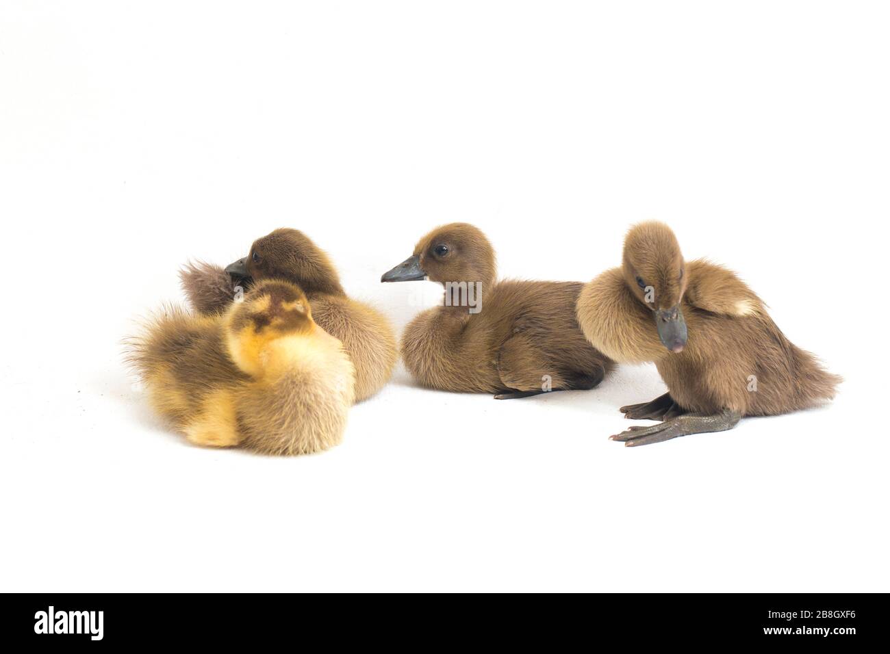 Four ducklings ( indian runner duck) isolated on a white background ...