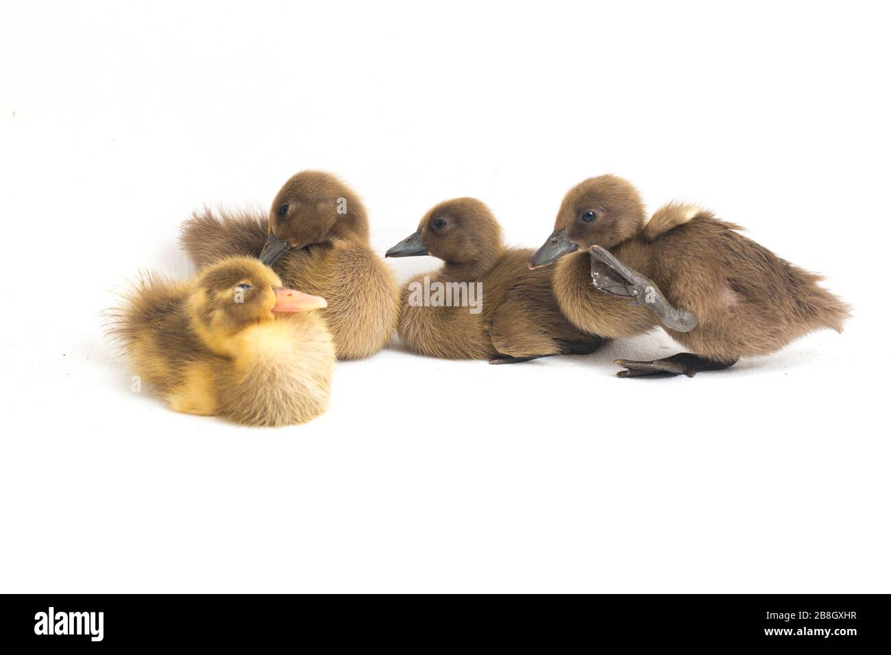 Four ducklings ( indian runner duck) isolated on a white background ...