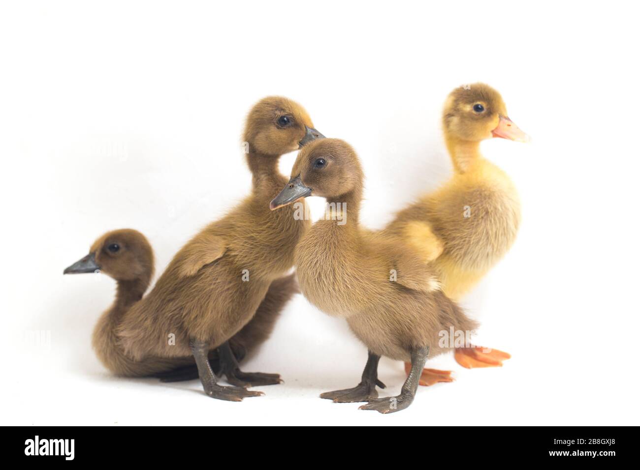 Four ducklings ( indian runner duck) isolated on a white background ...
