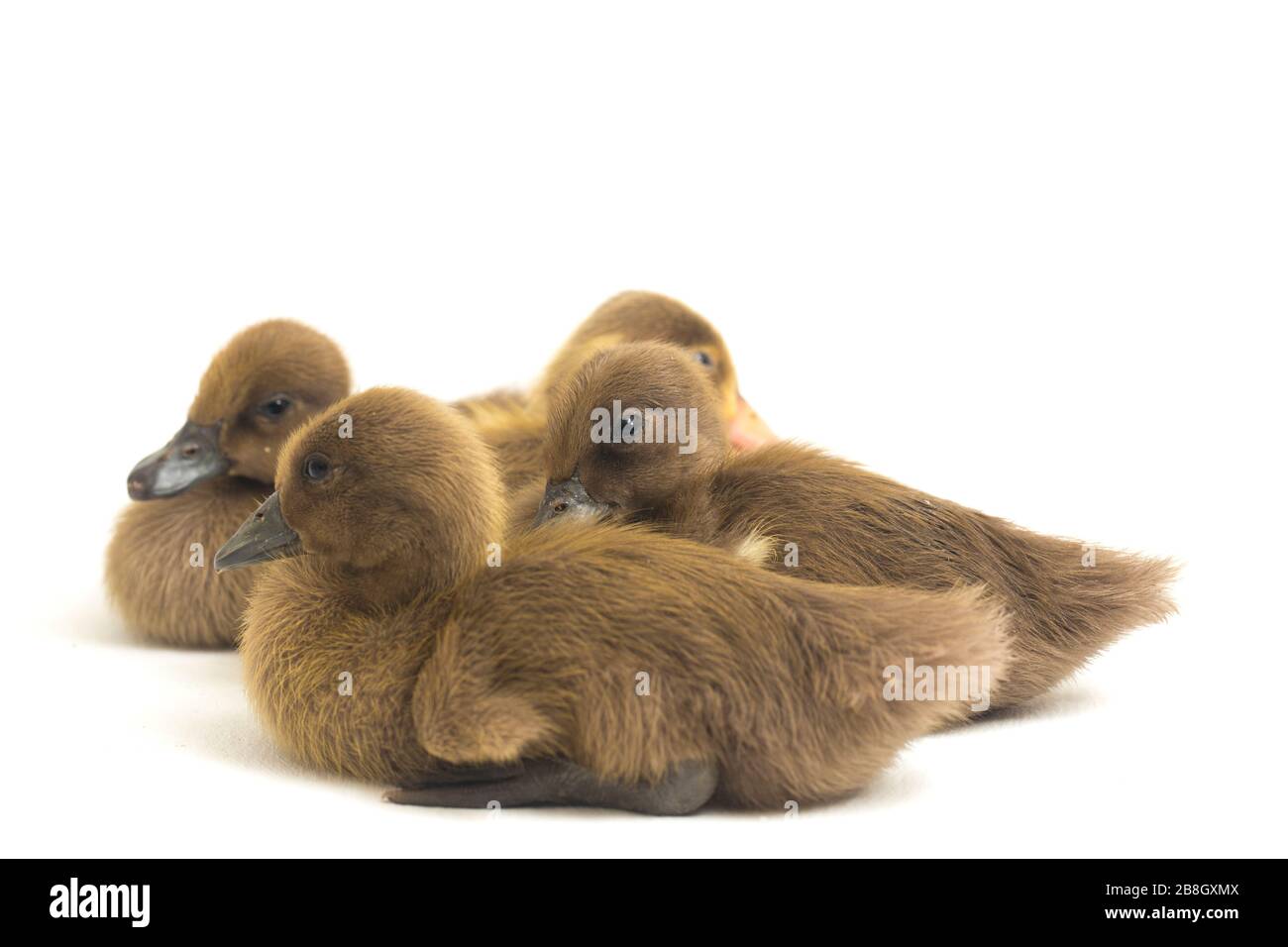 Four ducklings ( indian runner duck) isolated on a white background ...