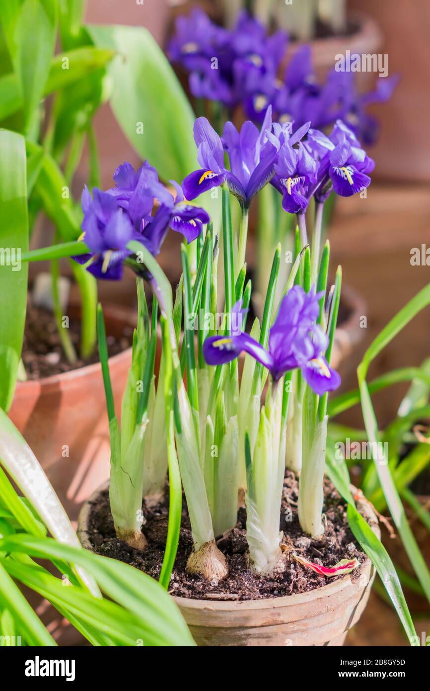 Potted iris hi-res stock photography and images - Alamy