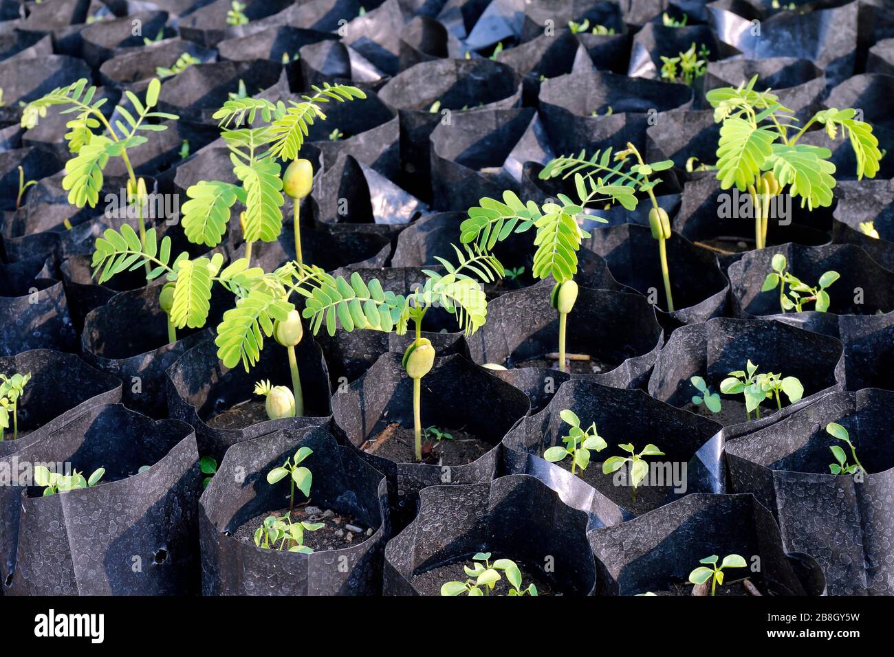 tamarind saplings of young plants in a bag black, plantation farming of ...