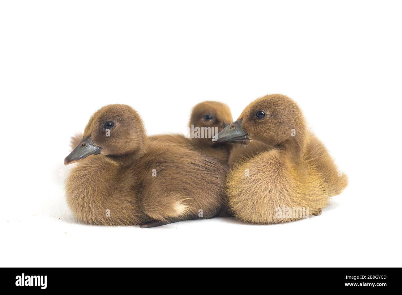 Three ducklings ( indian runner duck) isolated on a white background ...