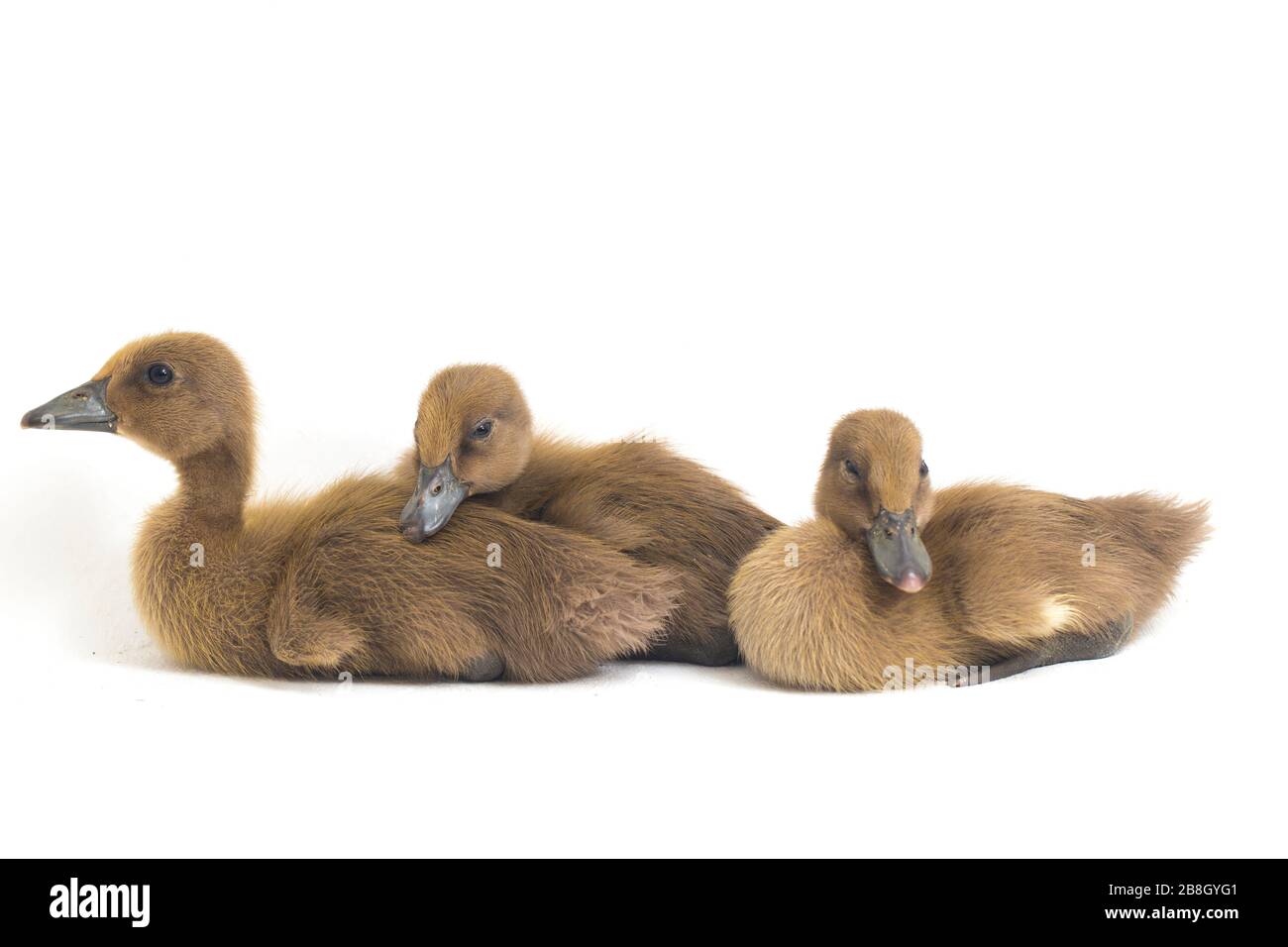 Three ducklings ( indian runner duck) isolated on a white background ...