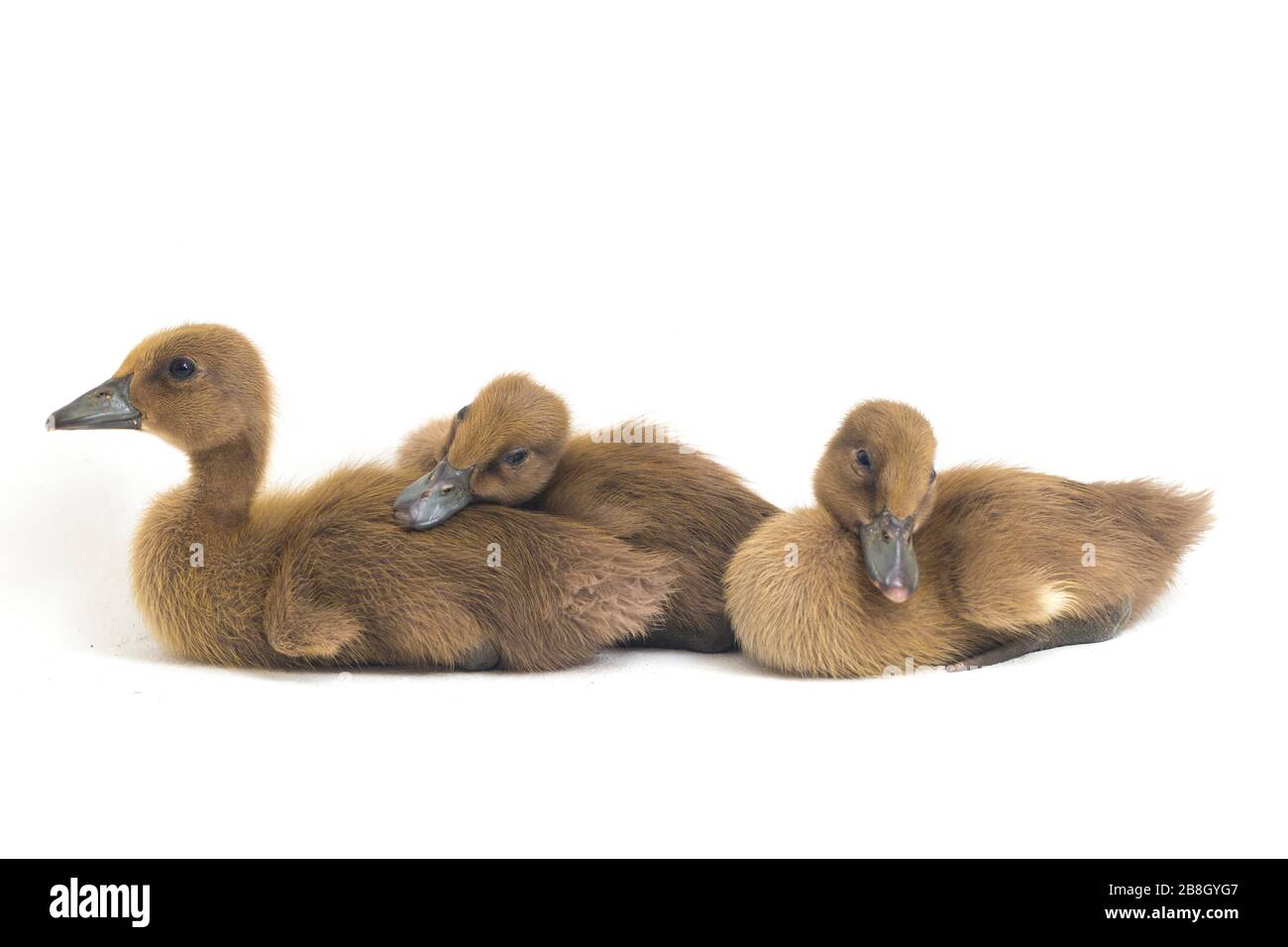 Three ducklings ( indian runner duck) isolated on a white background ...