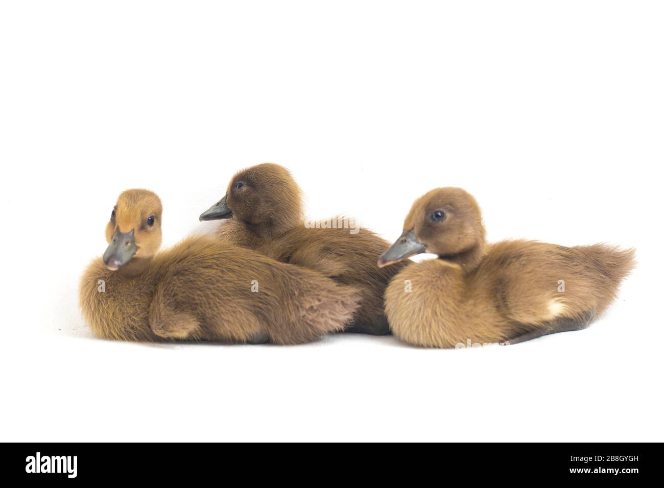 Three ducklings ( indian runner duck) isolated on a white background ...