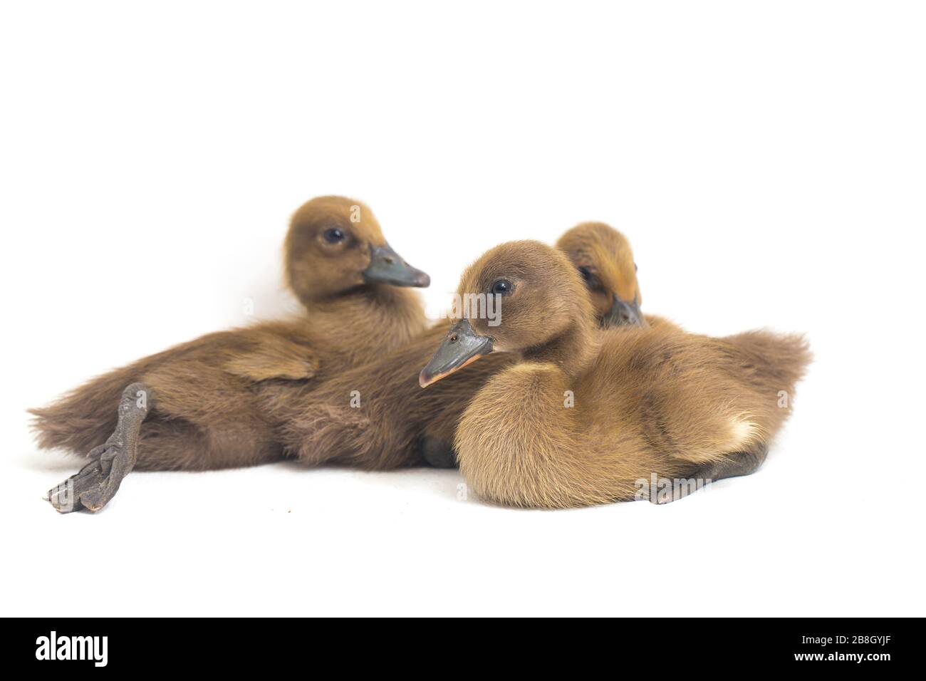 Three ducklings ( indian runner duck) isolated on a white background ...