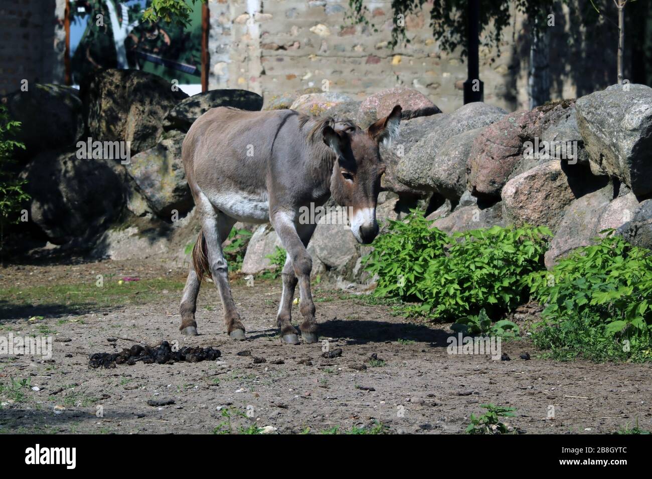 Donkey walking on road hi-res stock photography and images - Alamy