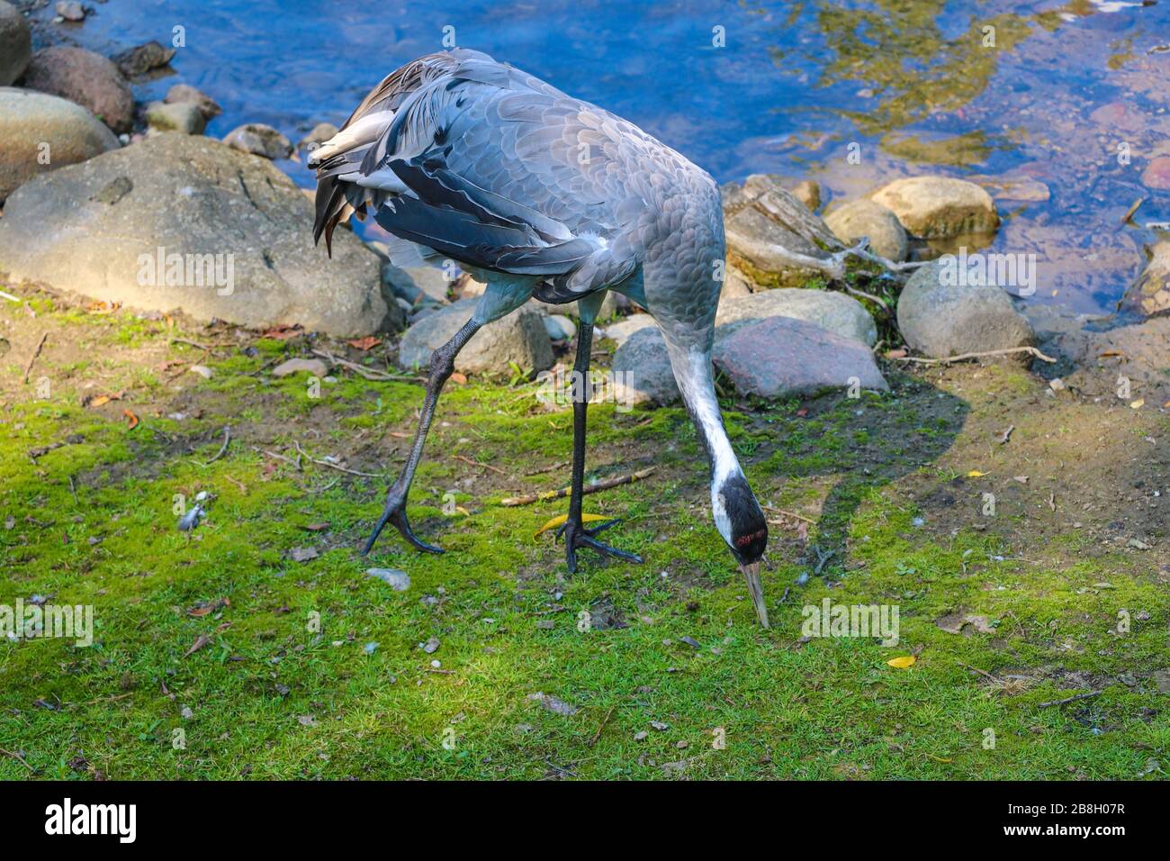 Long Beak Crane Bird High Resolution Stock Photography and Images - Alamy