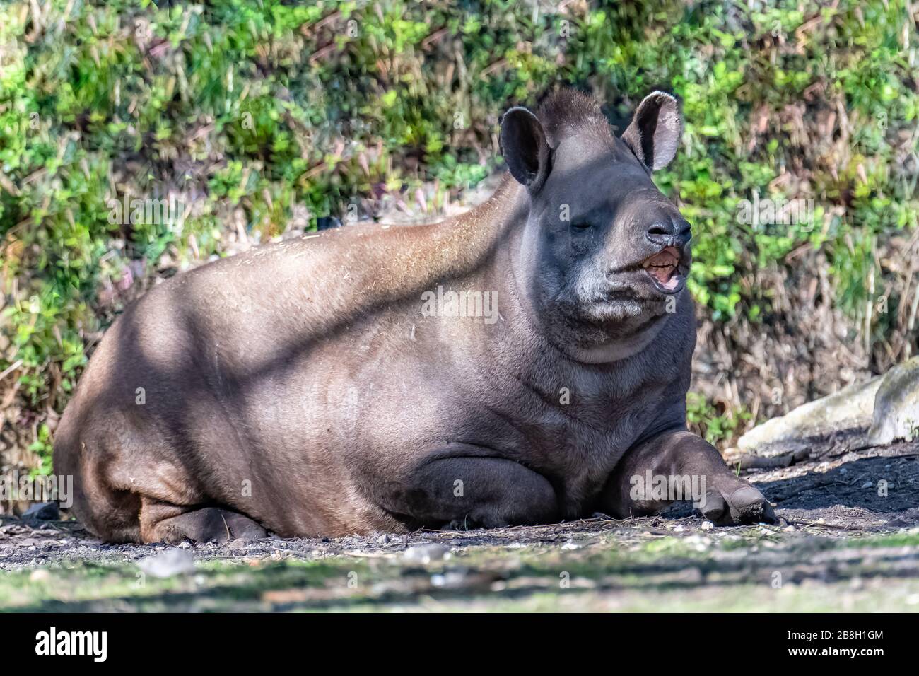 Tapir, funny animal that shows teeth Stock Photo - Alamy