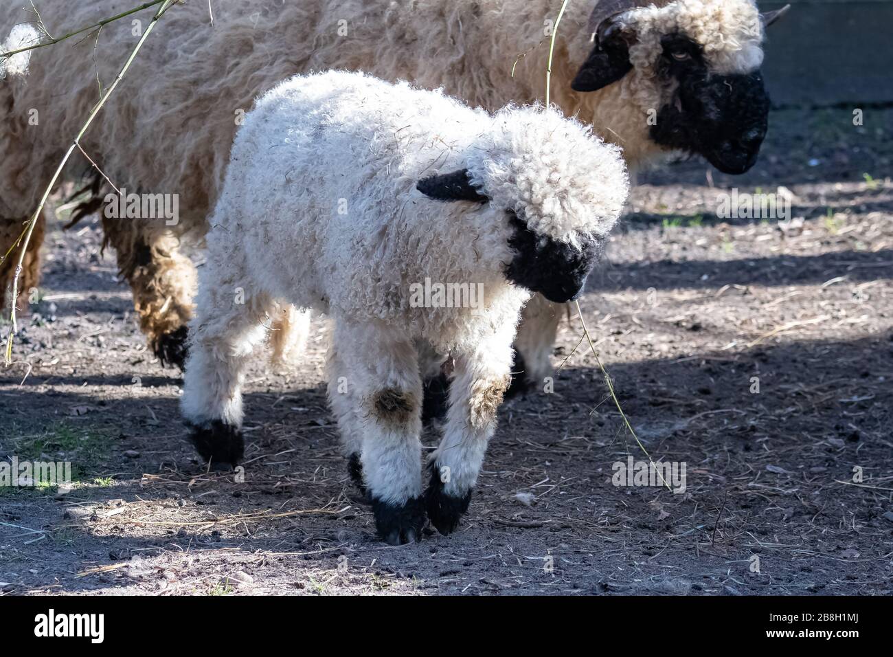 Real Farm Animals Together