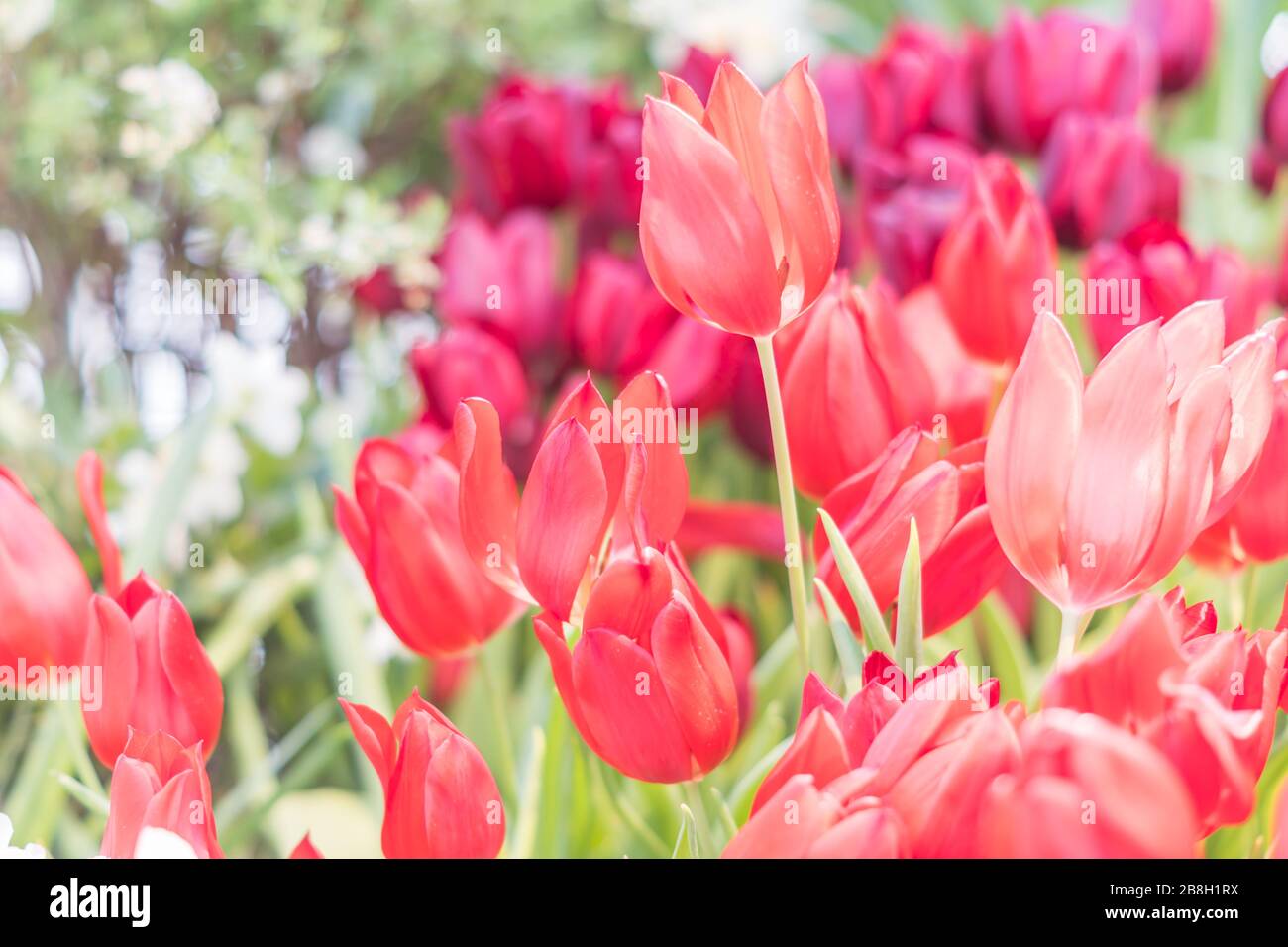 colorful tulips background Stock Photo - Alamy