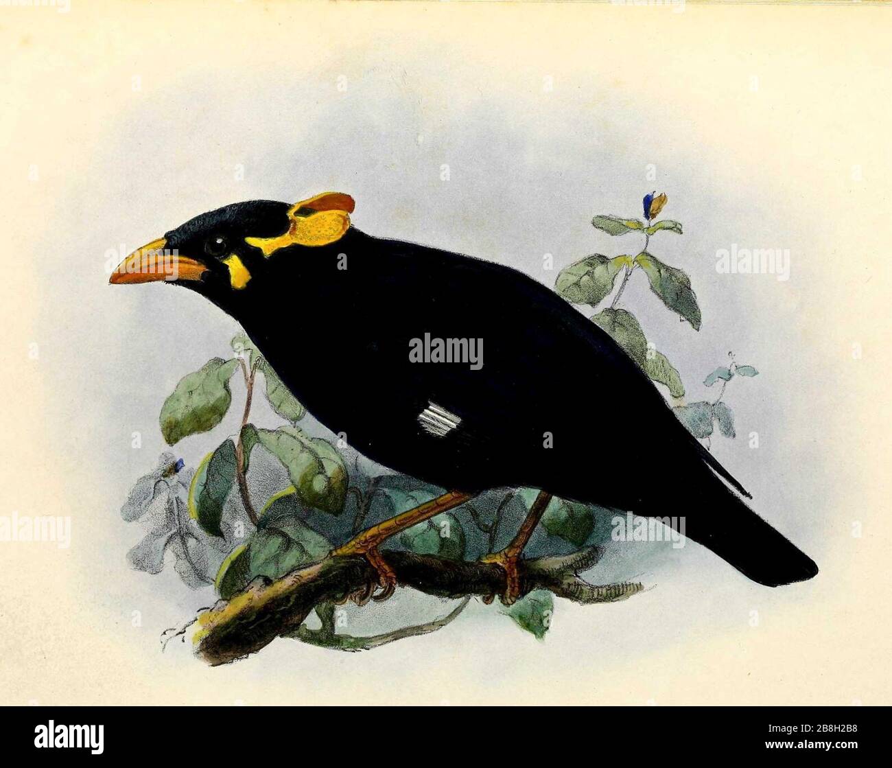 Gracula religiosa hi-res stock photography and images - Alamy