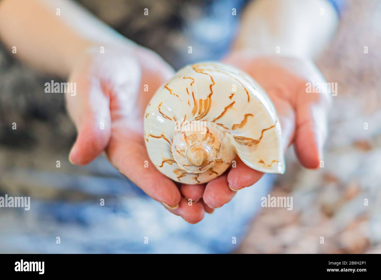 big seashell in woman's hands Stock Photo - Alamy