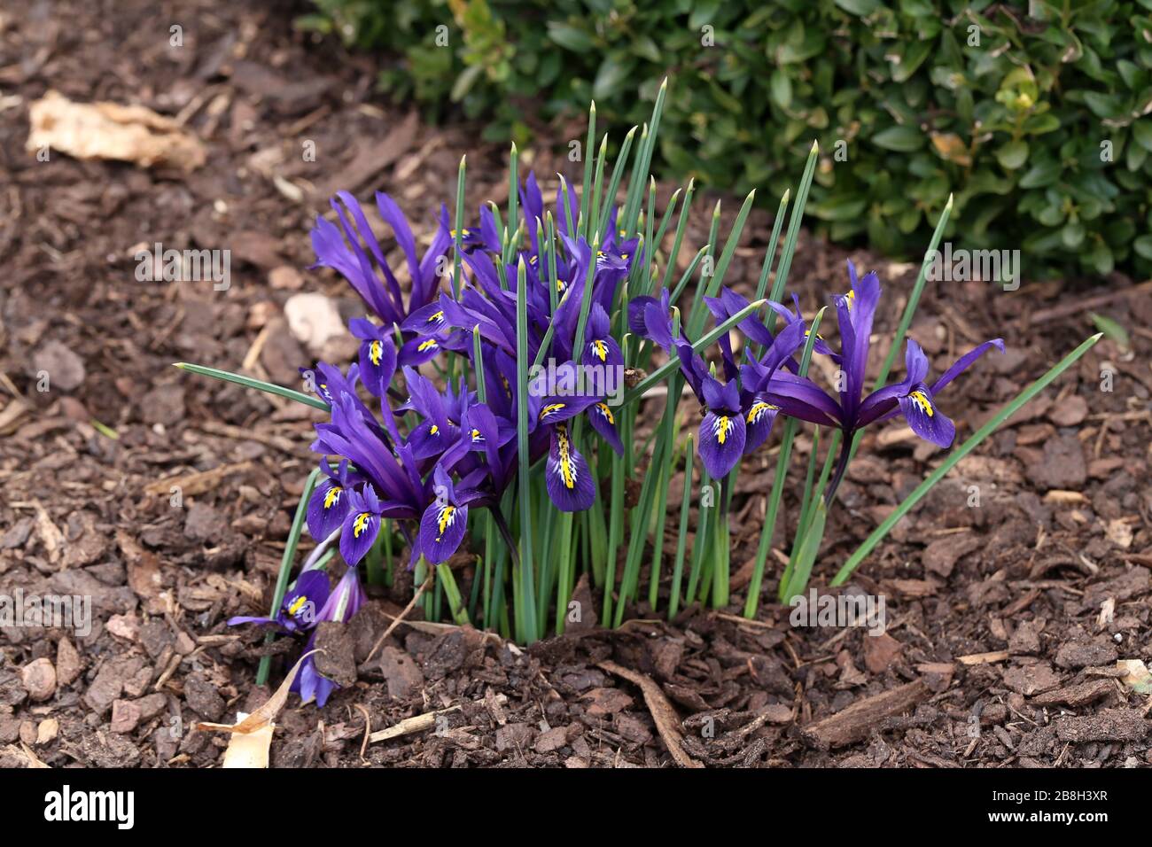 Yellow irises bloomed in early hi-res stock photography and images - Alamy