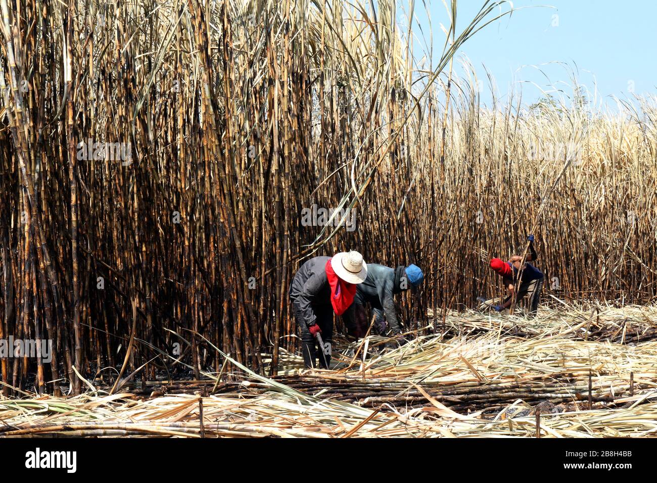 Worker in sugarcane, Sugarcane plantation burn and worker, sugarcane ...