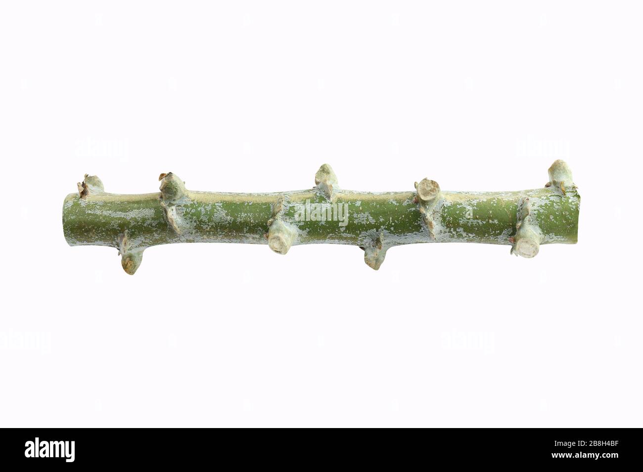 Cassava cut, Tapioca, Cassava, Manioc, a Tapioca tree trunk piece cut ...