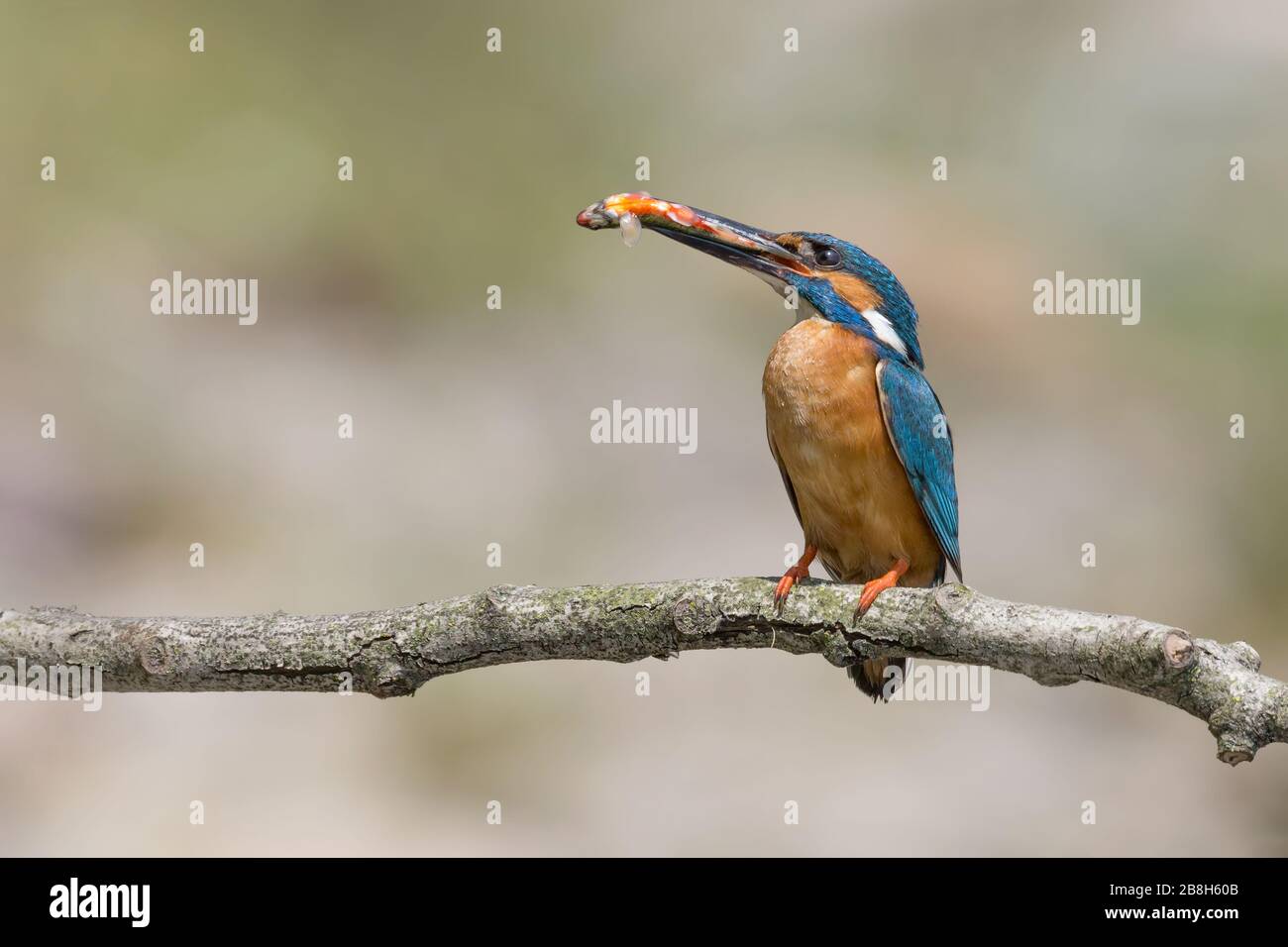 The Kingfisher with his prey (Alcedo atthis Stock Photo - Alamy