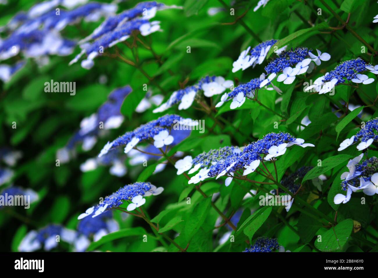 Landscape of hydrangea blooming on a path in Kamakura, Japan Stock ...