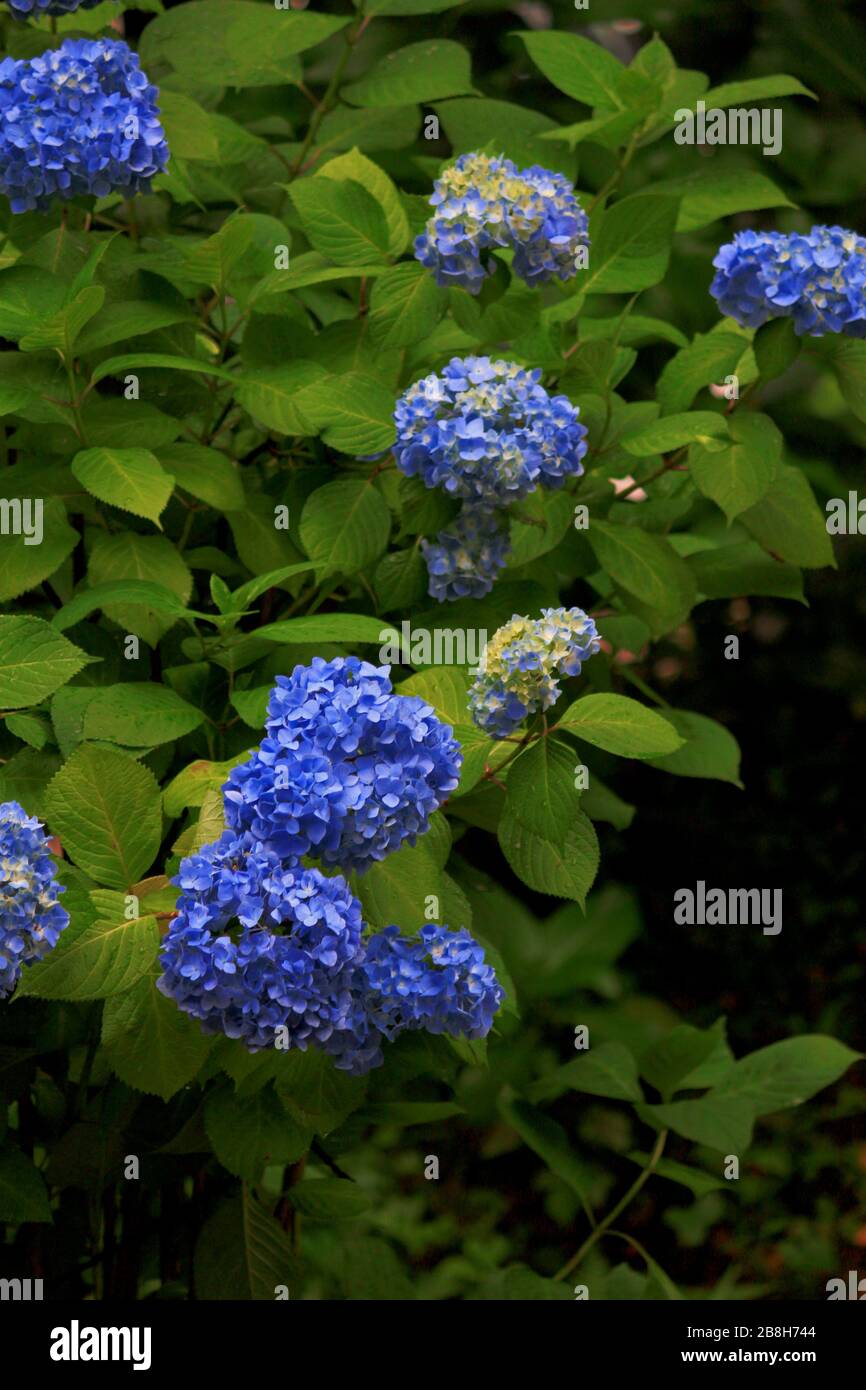 Landscape of hydrangea blooming on a path in Kamakura, Japan Stock ...