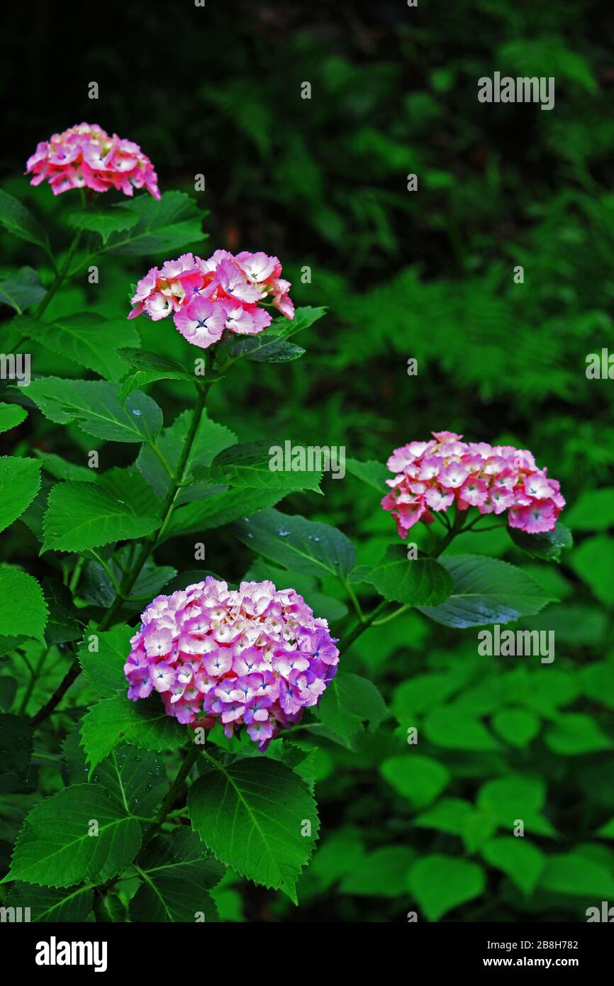 Landscape of hydrangea blooming on a path in Kamakura, Japan Stock ...