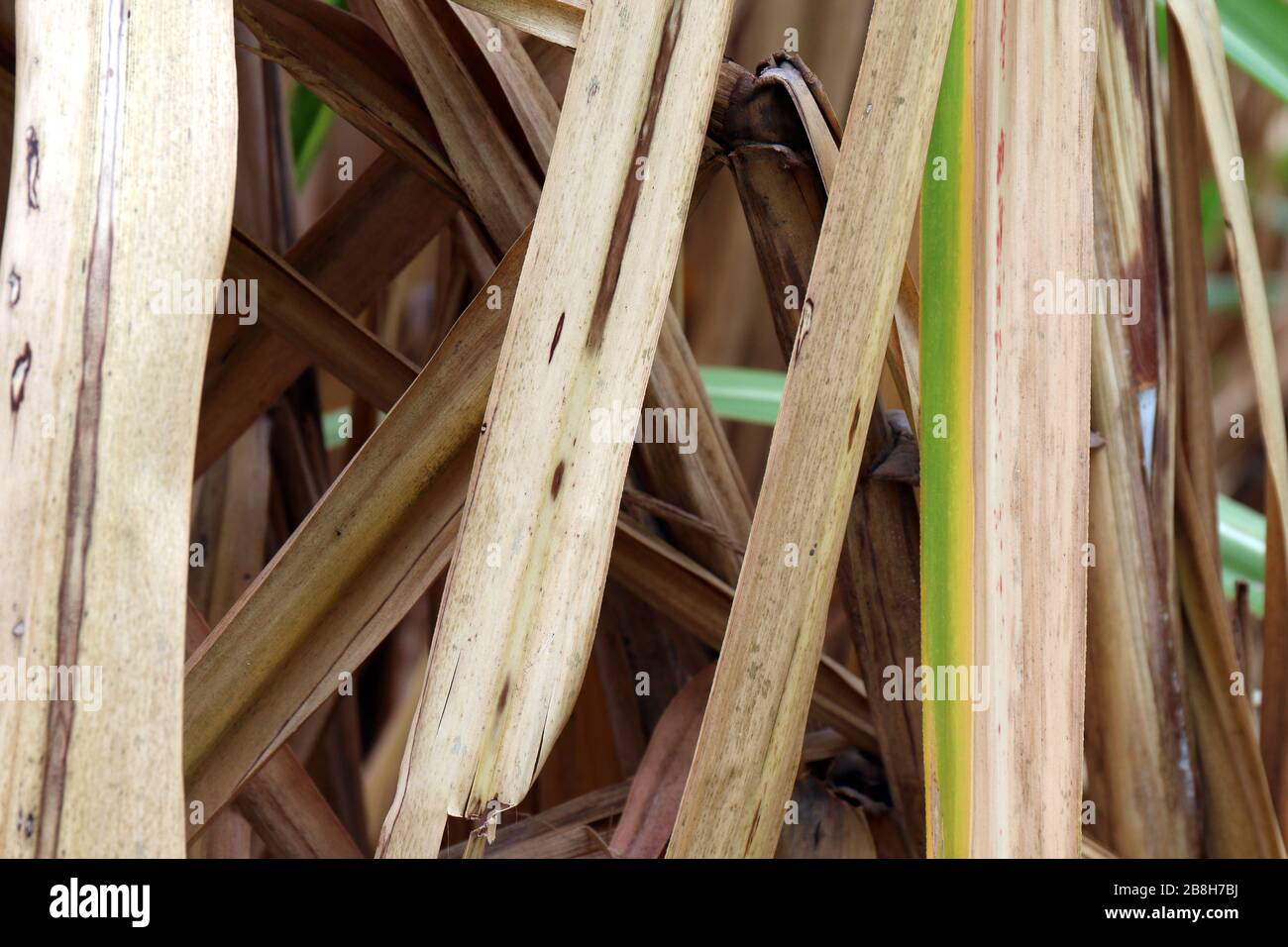 dried cane leaves brown for background (selective focus), sugarcane ...