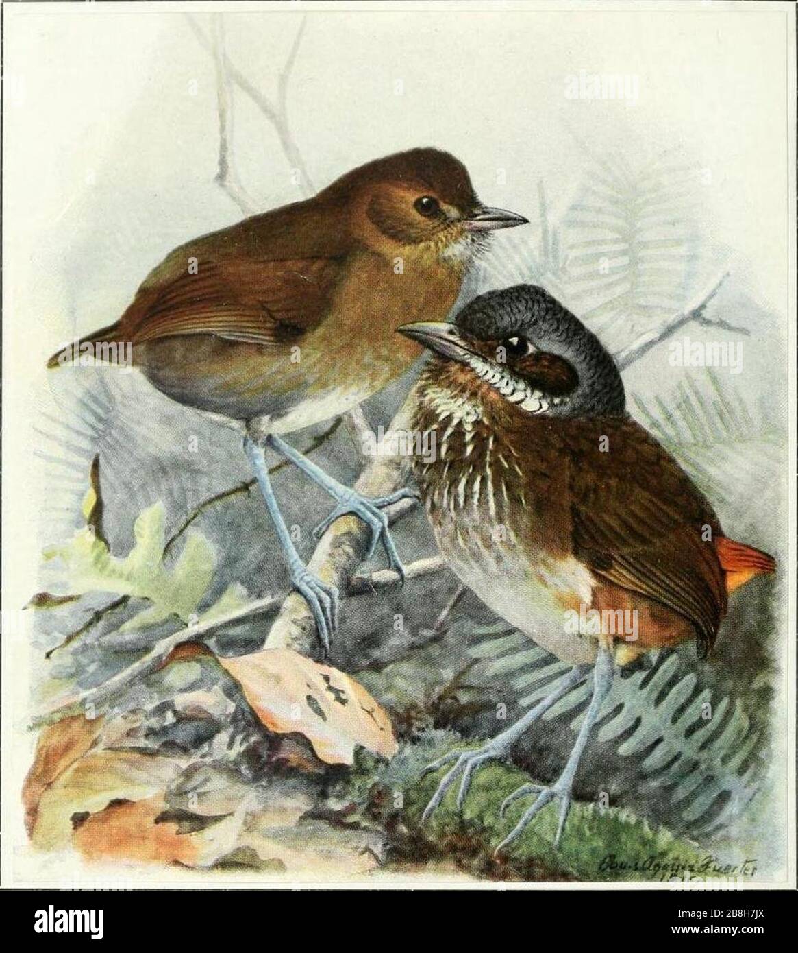 Grallaria alleni hi-res stock photography and images - Alamy