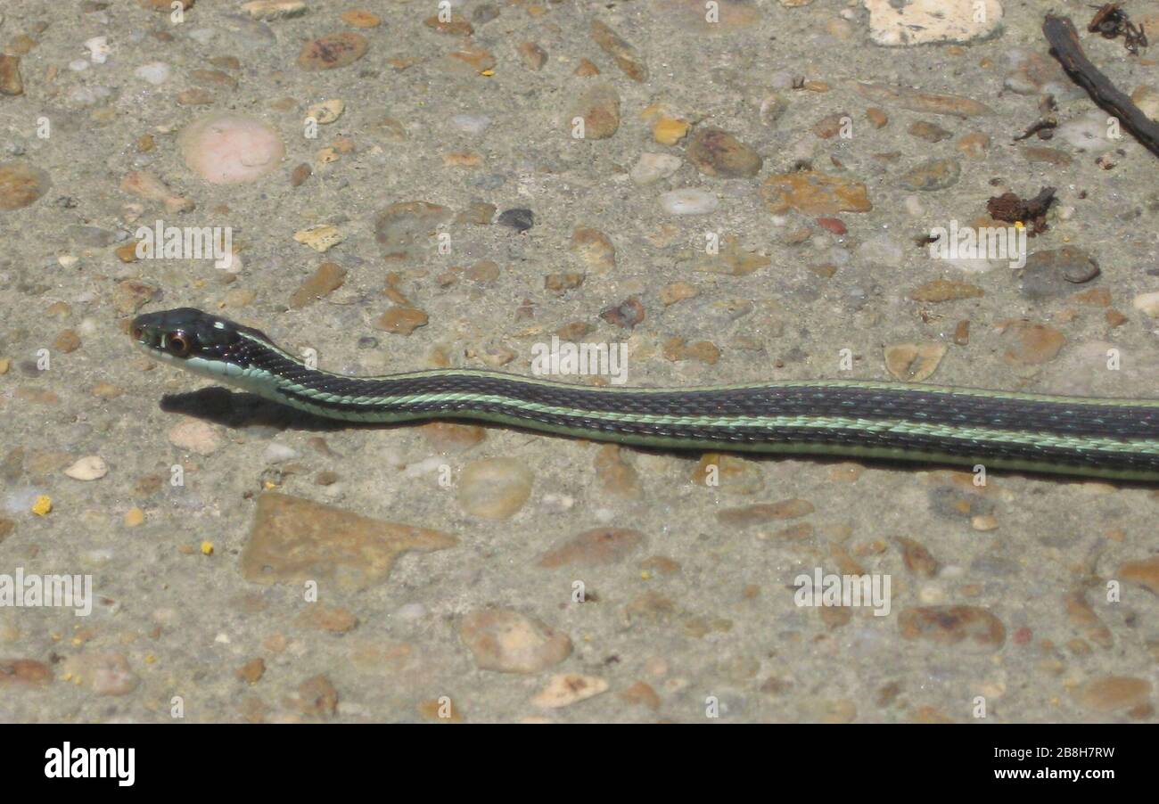 Self snakes hi-res stock photography and images - Alamy